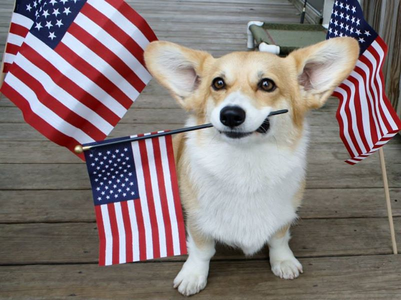 Breaking: A Corgi Named Pepper has Replaced Sean Spicer as White House ...