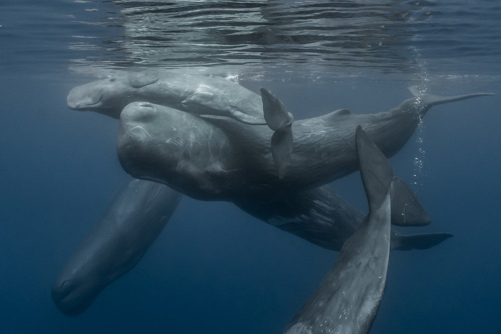 There Are Only Two Options Left: Join the Whales or Perish – Eritas Daily