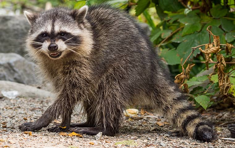 Report: Even Zoologists Don’t Know What Raccoons Are Doing – Eritas Daily