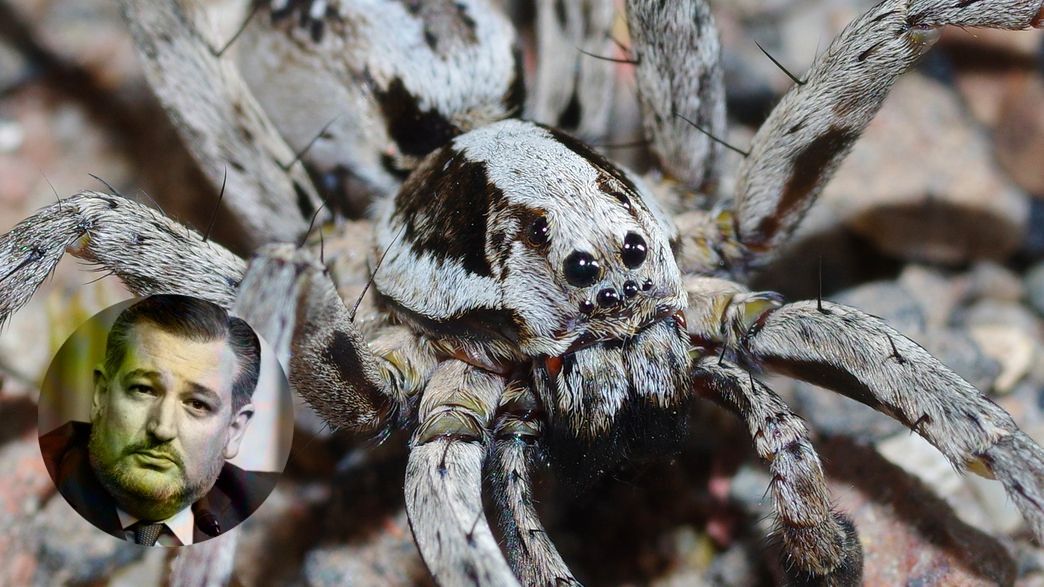 Spider Living on Ted Cruz Speaks Out in Exclusive Interview – Eritas Daily